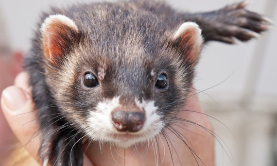 Wszystko co musisz wiedzieć o żywieniu fretki - czyli co je fretka ...