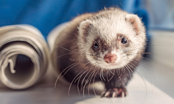 Najczęstsze choroby fretek - przed czym się chronić - KRAINA TUPTUSIA ...